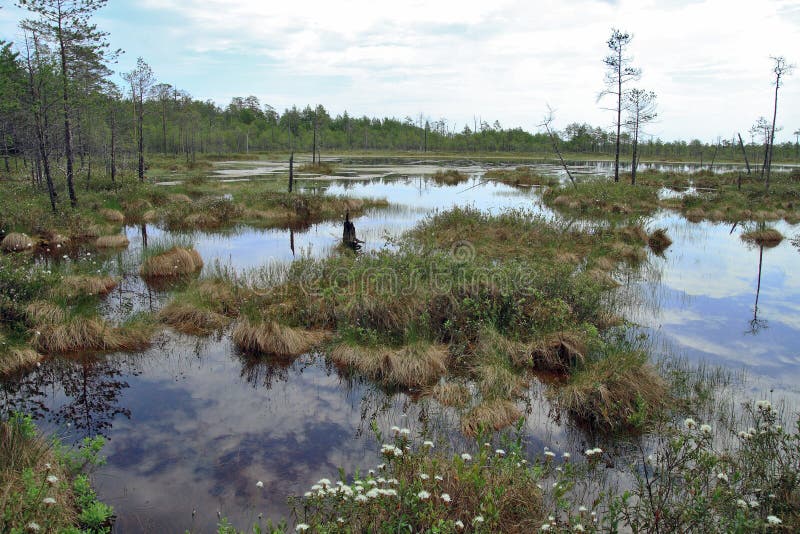 Impassable Bog in the Siberian Taiga Stock Image - Image of water, rest ...