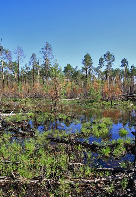 Impassable Swamp in the Siberian Taiga Stock Photo - Image of bumps ...