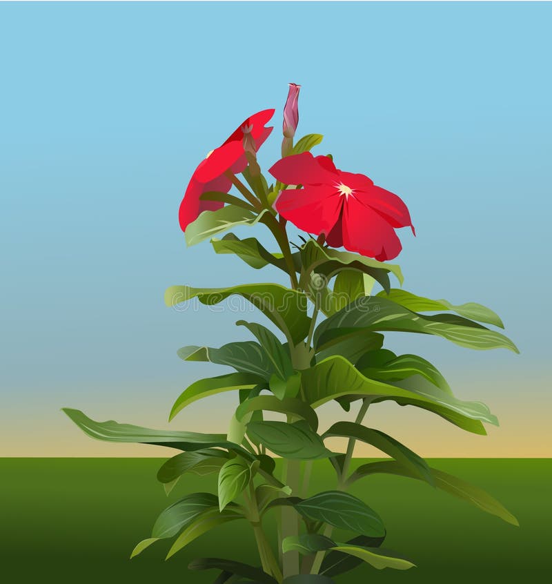 Impatiens stock vector. Illustration of busy, plant, spring - 16882631