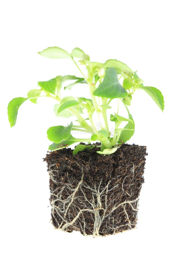 Root structure stock photo. Image of green, plant, root - 34745554