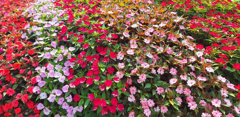 Impatiens Bushes with Multi-colored Flowers Stock Photo - Image of ...