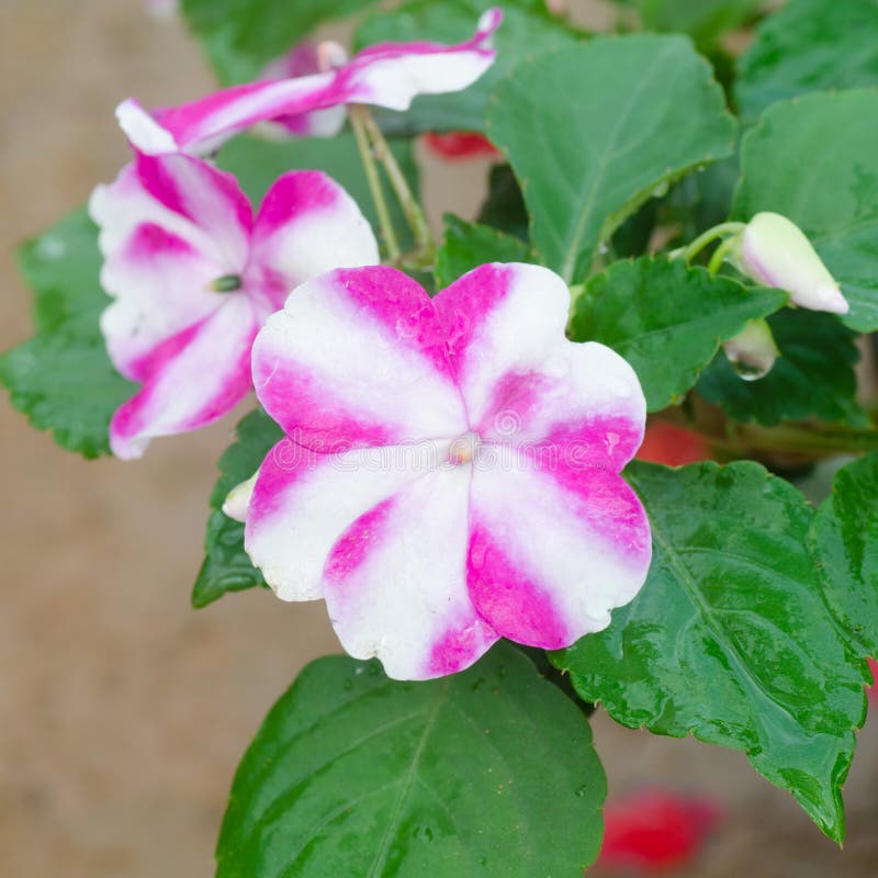 Impatiens flower stock photo. Image of green, fresh, drop - 46090486