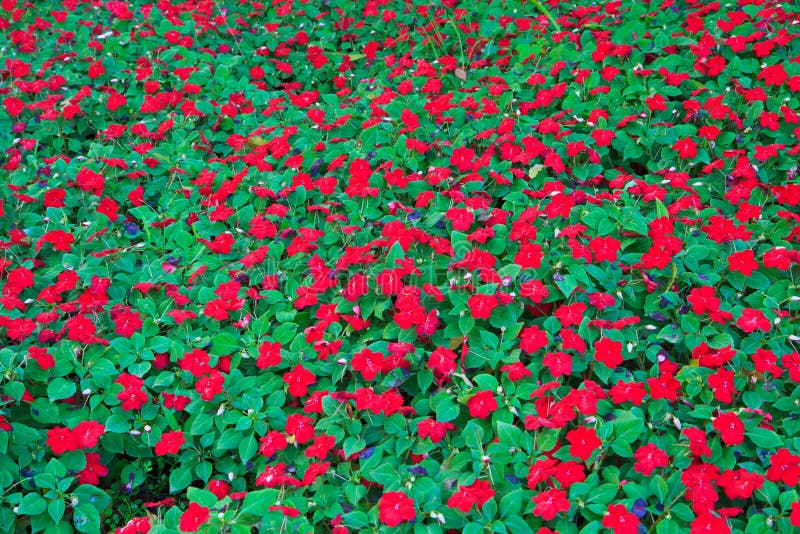 Impatiens or Touch-me-not stock image. Image of celebration - 35433683