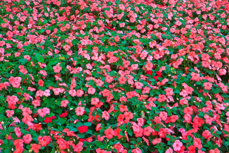 Impatiens or Touch-me-not stock photo. Image of backgrounds - 35433712