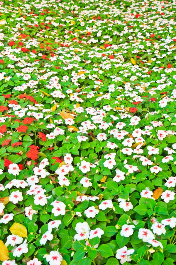 Impatiens or Touch-me-not stock image. Image of group - 35433785