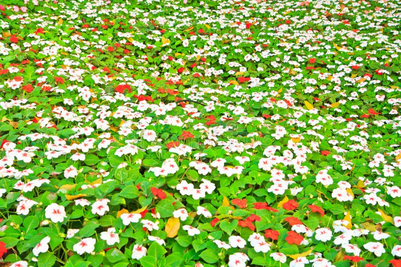 Impatiens or Touch-me-not stock photo. Image of nature - 35433824