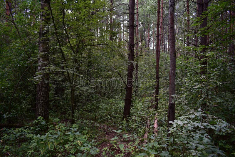 Impenetrable Forest. Pine Forest. Deciduous Trees Stock Image - Image ...