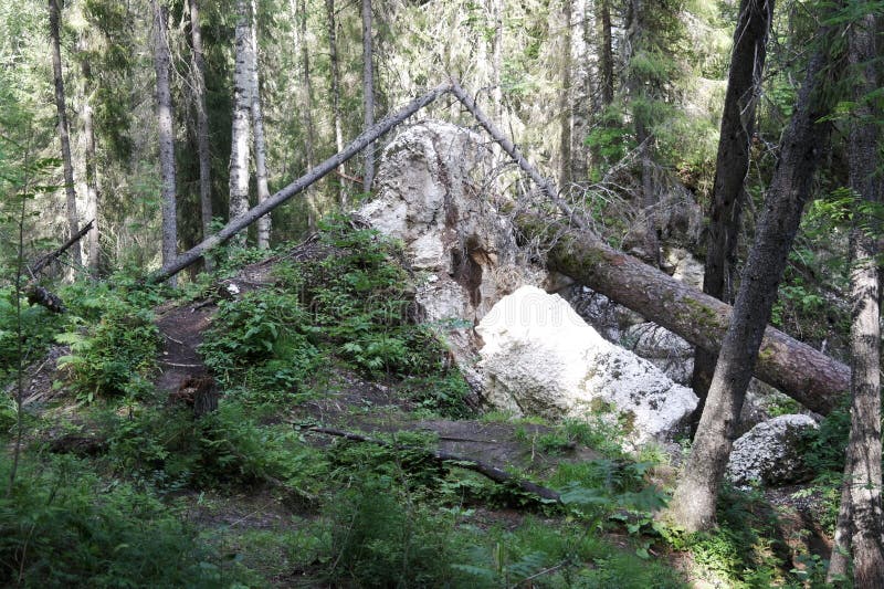 Impenetrable Thicket of the Forest with Fallen Trees Stock Photo ...
