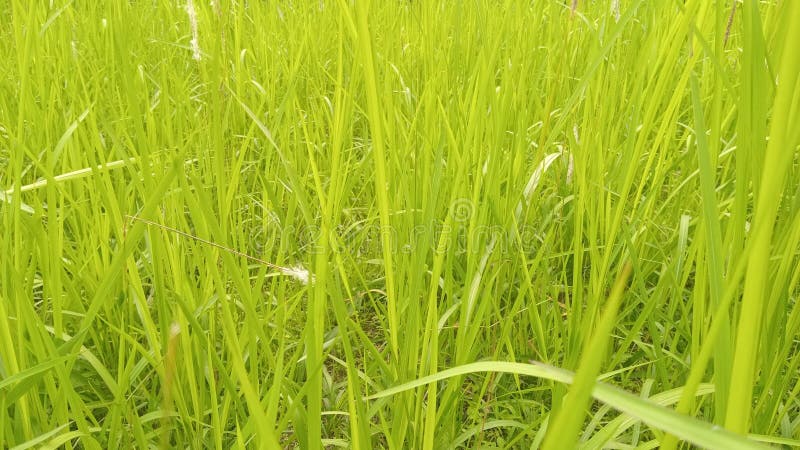 Imperata Cylindrica Fertile Reed Stock Image - Image of fertile, green ...