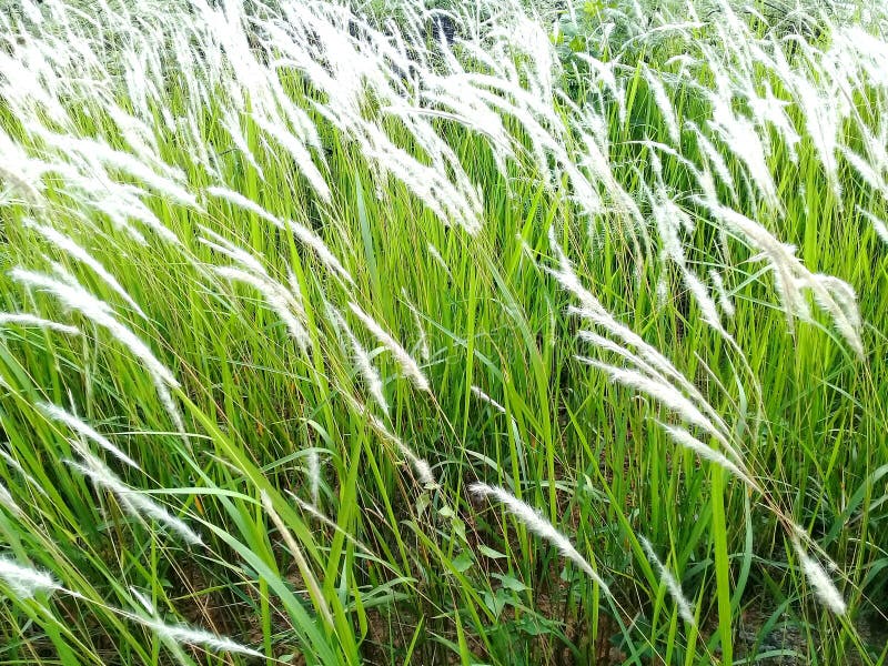 Imperata Cylindrica L. Raeusch Stock Image - Image of design, nature ...