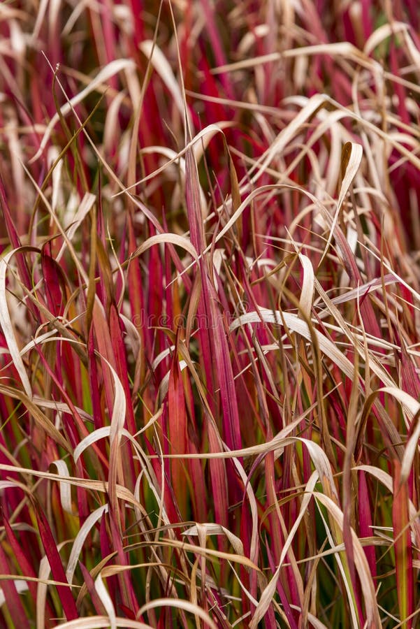 Imperata Cylindrica Rubra - Red Baron Stock Image - Image of baron ...