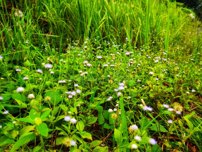 Imperata Cylindrica is a Type of Sharp-leaved Grass, Which Often ...