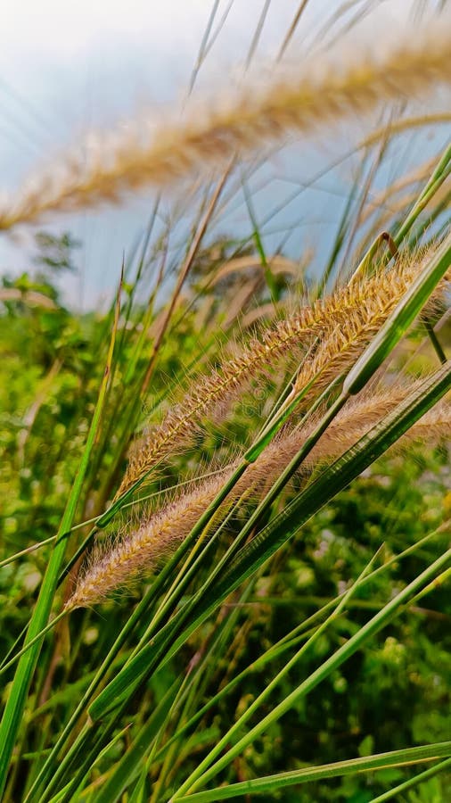 Imperata Cylindrica with Various Names in Different Regions Stock Image ...