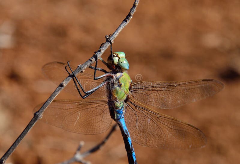 Imperator D'Anax, Grande Libellule Bleue Image stock - Image du ...