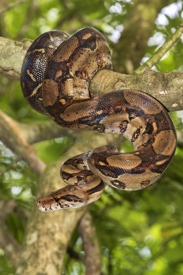 Imperator Del Constrictor De Boa De La Boa Del Emperador Imagen de ...