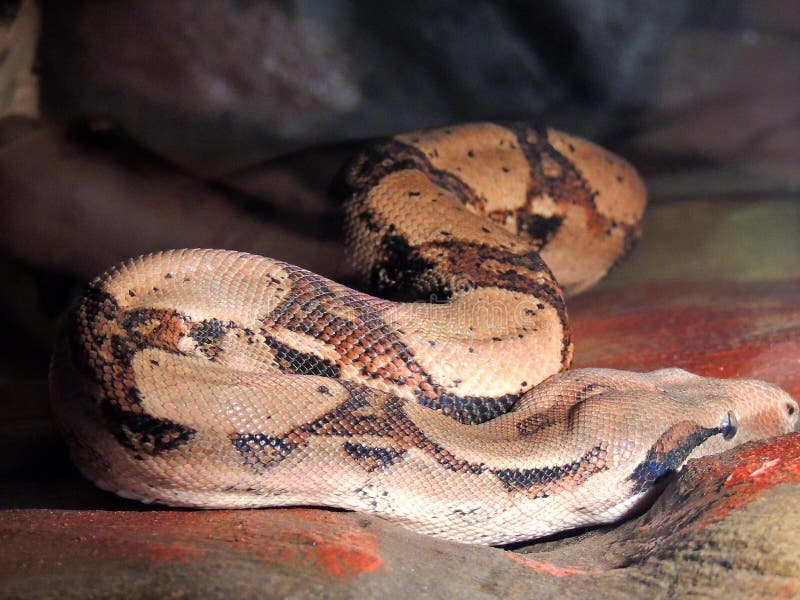 Anatomy boa constrictor imperator - sakirent