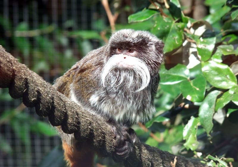Keizer Tamarin - Saguinus-imperator Stock Afbeelding - Afbeelding ...