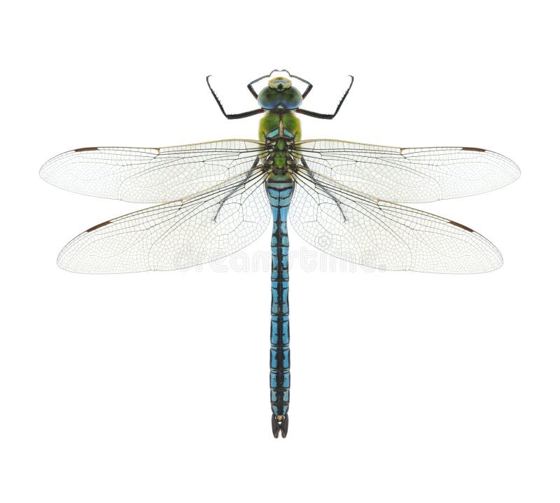 Libellula Anax Imperator (maschio) Imperatore Blu Immagine Stock - Immagine di sole, estate ...
