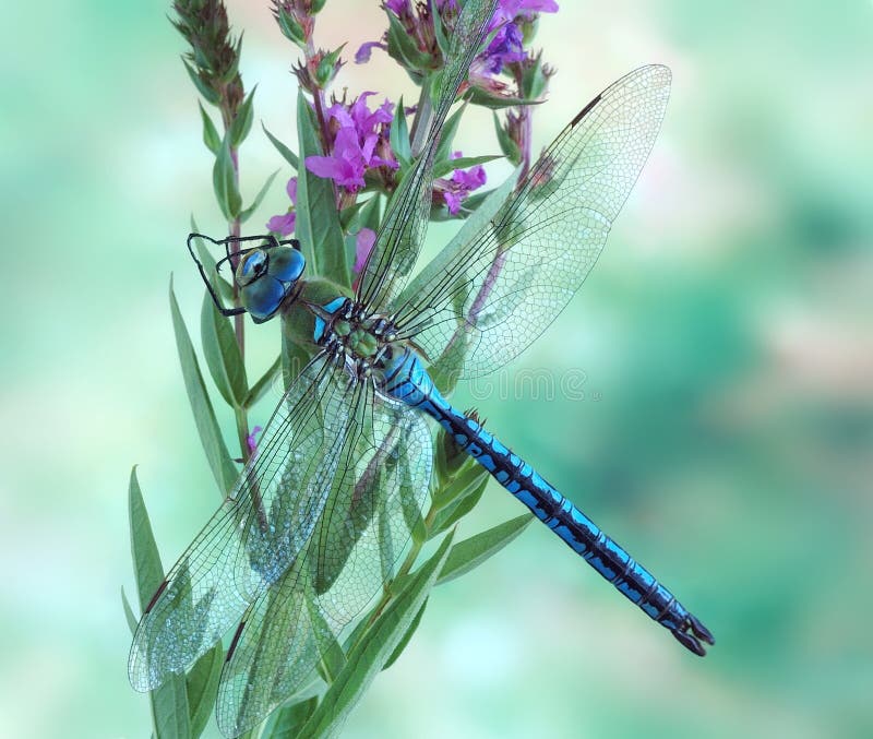 Libellula Anax Imperator (maschio) Imperatore Blu Immagine Stock - Immagine di sole, estate ...