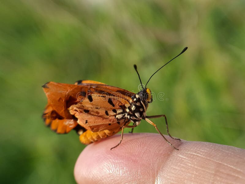 Imperfect Butterfly Acraea Terpsicore Lay on Finger Stock Photo - Image ...
