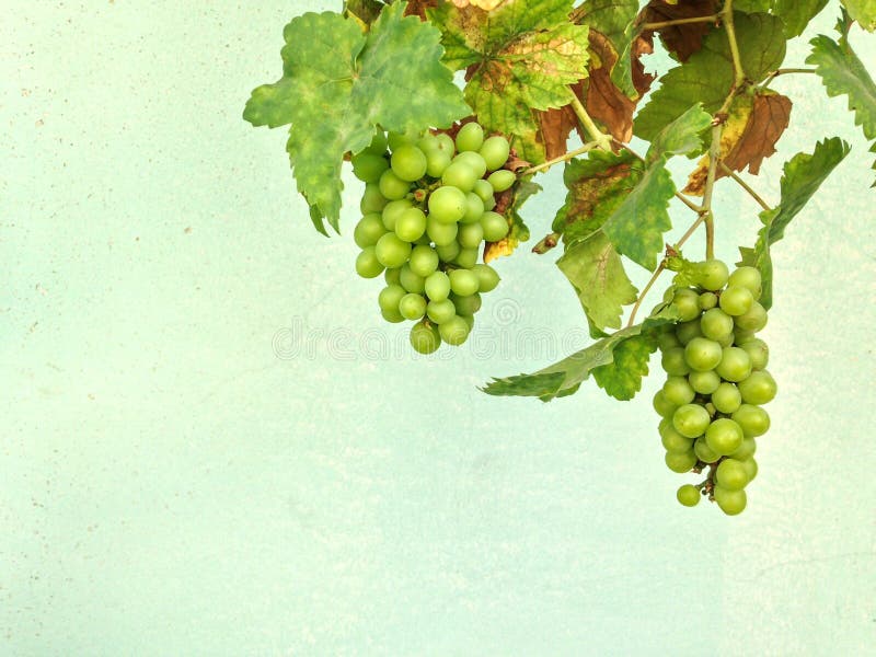 The Imperfect Grape with Rust Leaves on Green Wall Stock Photo - Image ...