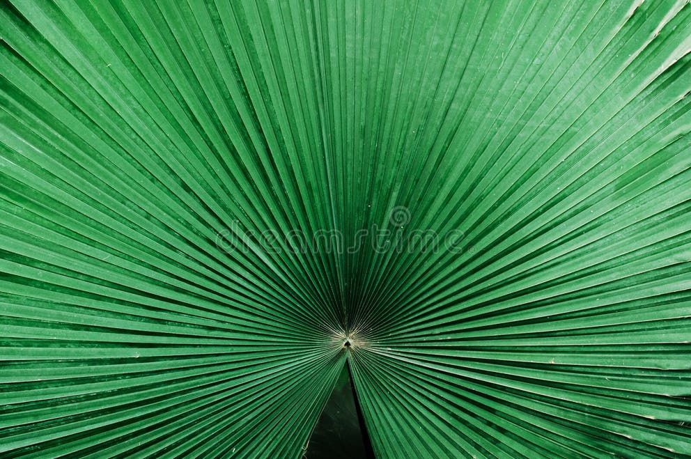 Imperfect Natural Texture of Plam Leaf Stock Photo - Image of pattern ...