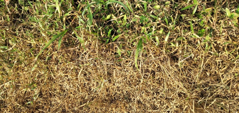 A Patch of Dead Grass Texture Stock Image - Image of texture, lawn ...