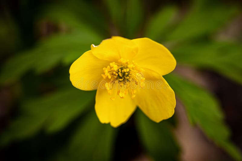 Imperfect Yellow Flower in a Spring Meadow Stock Photo - Image of ...