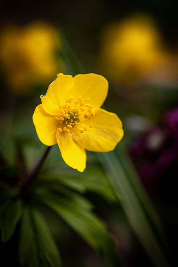 Imperfect Yellow Flower in a Spring Meadow Stock Photo - Image of ...