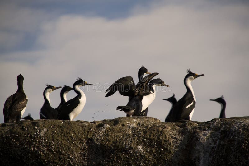 Imperial Cormorants (phalacrocorax Atriceps Albiventer) Colony, Stock ...