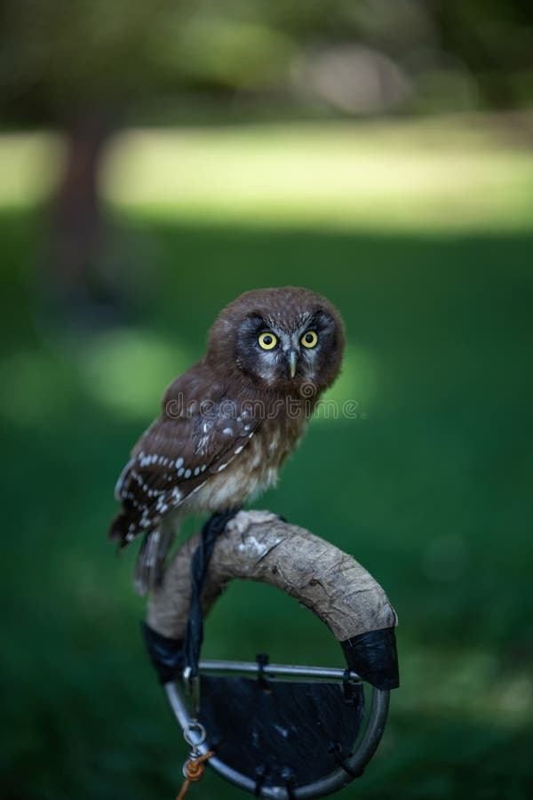 Imperial Day in Beautiful Kadani Stock Image - Image of steel, sitting ...
