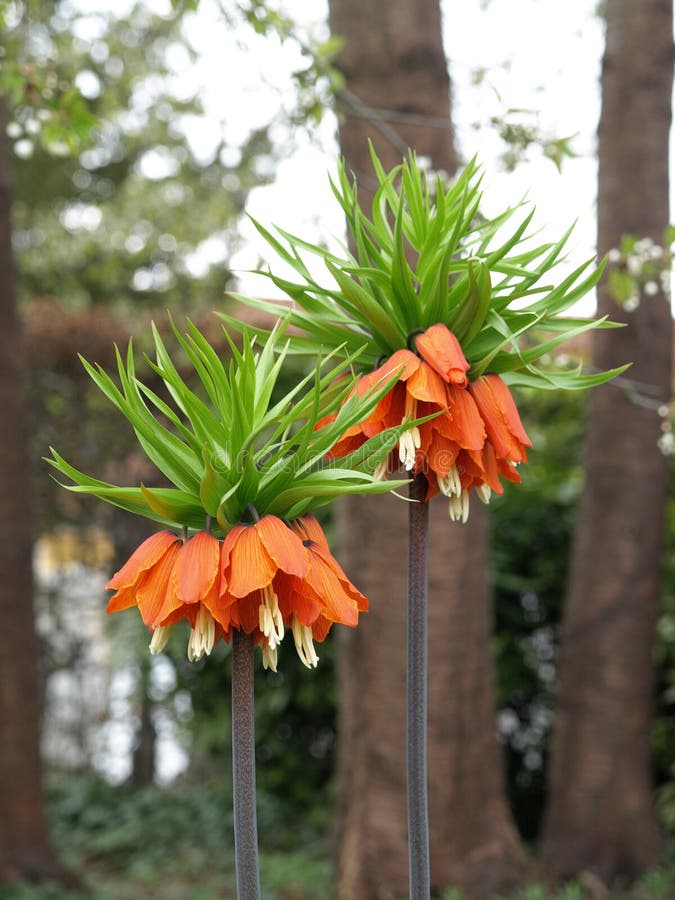 Flor Imperial Da Coroa (fritillaria) Foto de Stock - Imagem de ...
