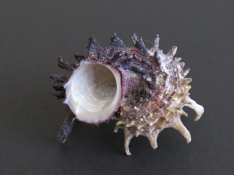 Imperial Delphinula Sea Shell Stock Photo - Image of delphinula, rare ...