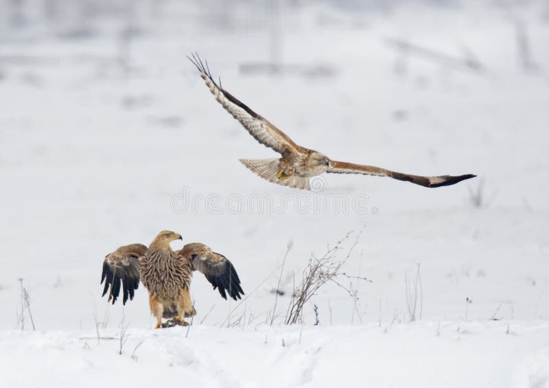 Imperial Eagle Bird in Cruising Mode, Looking for Food, Rural Turkey ...