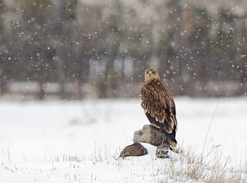 Imperial Eagle Bird, Looking Proudly, Looking for Food, Rural Turkey ...
