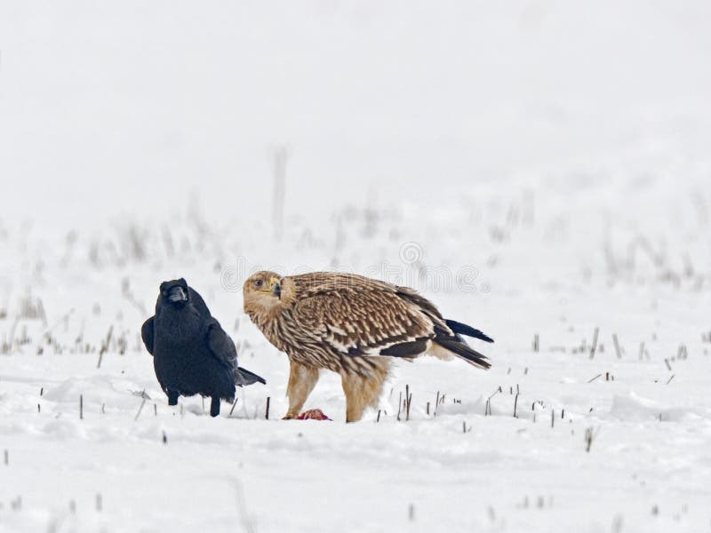 Imperial Eagle Bird, Looking Proudly, Looking for Food, Rural Turkey ...
