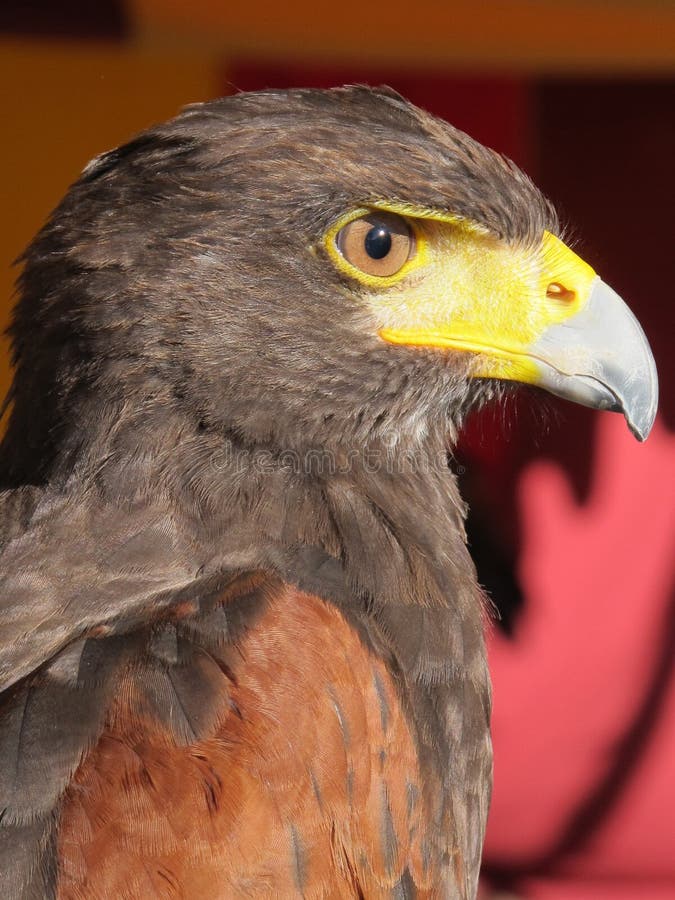 Real Eagle beak stock image. Image of haliaeetus, freedom - 81007