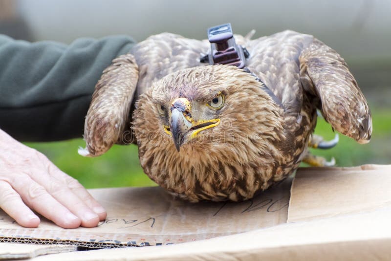 Imperial eagle in hand stock image. Image of aquila, research - 51158545