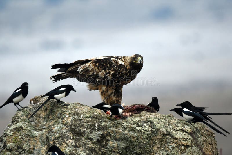 An imperial eagle stock image. Image of falcon, wing - 278159167