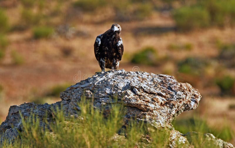 393 Eagle Singing Stock Photos - Free & Royalty-Free Stock Photos from ...