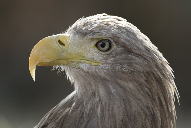 Imperial Eagle Portrait while Siting on a Perch Being Backlit by the ...