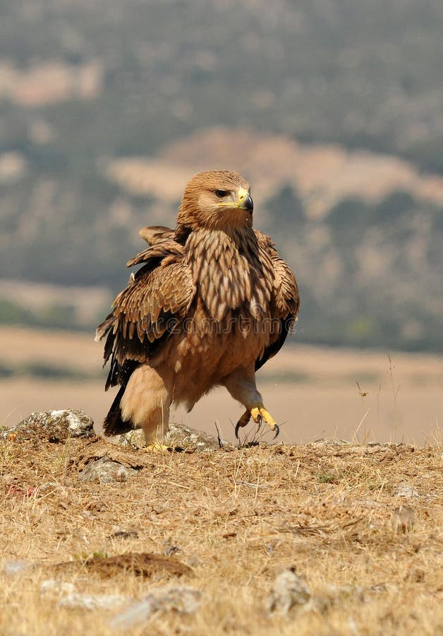 Imperial eagle stock photo. Image of twig, eagle, frog - 170793986