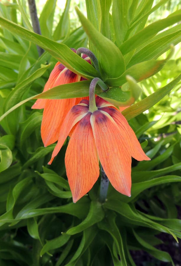 Imperial flower stock photo. Image of plant, gorgeous - 30651064