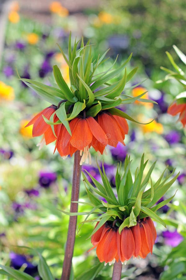 Imperial flower stock image. Image of flora, bulb, foliage - 67450775