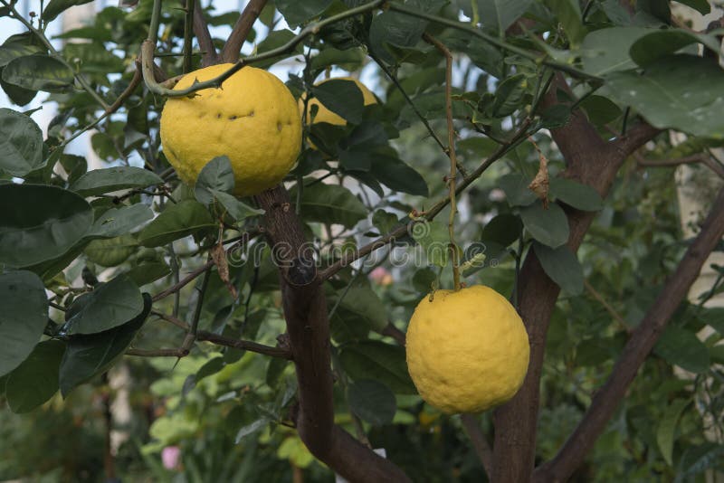 Two large lemons on a tree stock photo. Image of cooking - 66215088