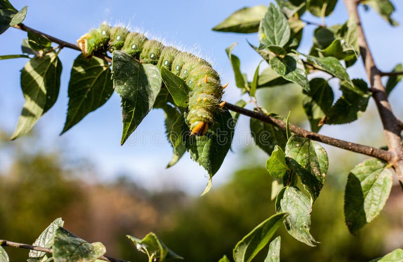 Imperial Moth Caterpillar - Orange Cinnamon Phase Stock Photo - Image ...