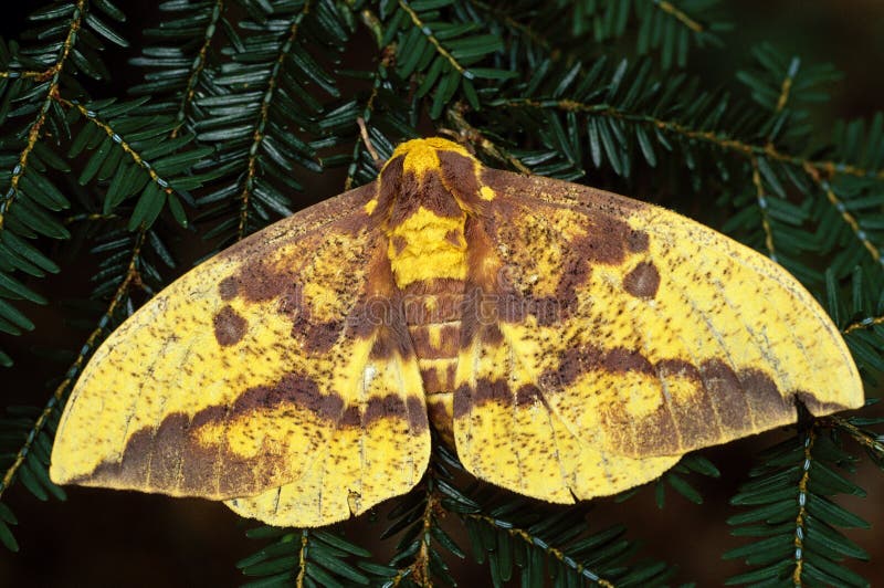 Imperial Moth (Eacles Imperialis) Stock Image - Image of furry ...