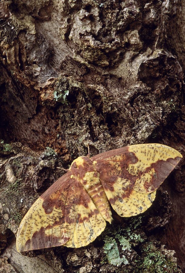 Imperial Moth (Eacles Imperialis) Stock Photo - Image of close, state ...