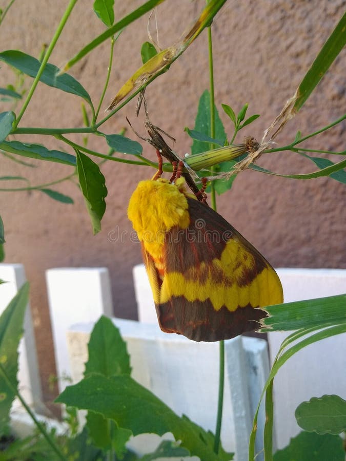 Imperial Moth stock photo. Image of delicate, predator - 111802394