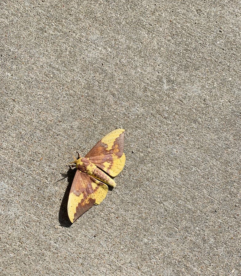 Imperial Moth, Large Moth with Yellow and Brown Spots Stock Photo ...